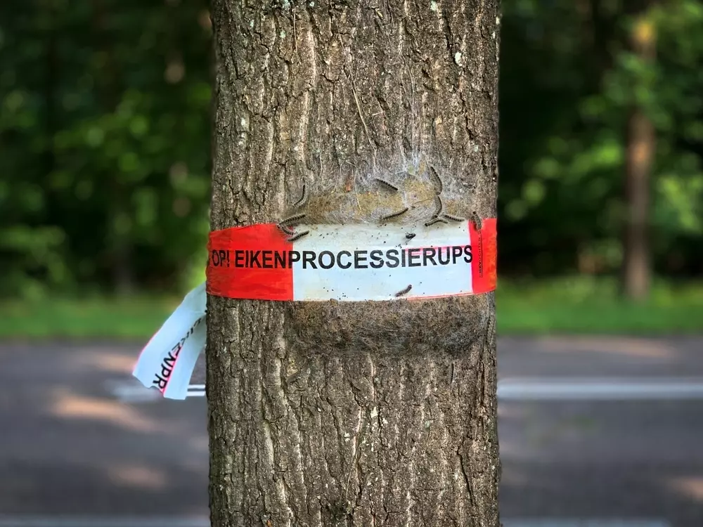 Tips en info over de eikenprocessierups - Tuincentrum Wolters in Overdinkel